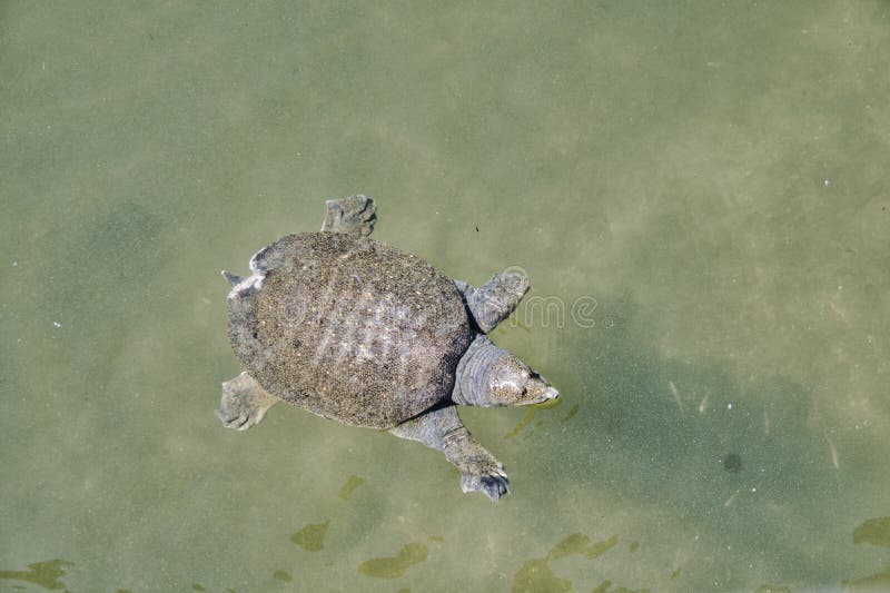 Japan Softshell Turtle Stock Photos - Free & Royalty-Free Stock Photos ...