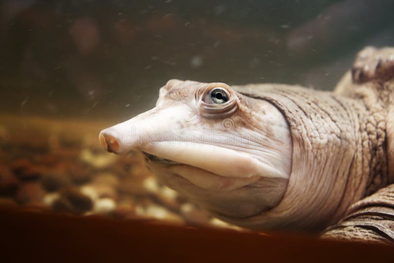 Softshell turtle stock image. Image of protection, eyes - 27524601