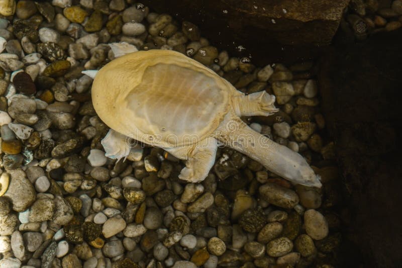 Softshell turtle stock image. Image of protection, eyes - 27524601