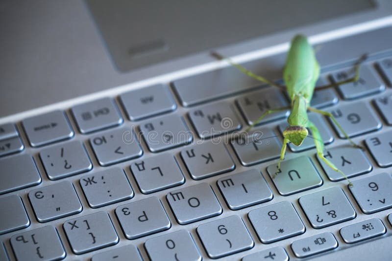 Software Bug Metaphor, Mantis on Keyboard Stock Photo - Image of ...