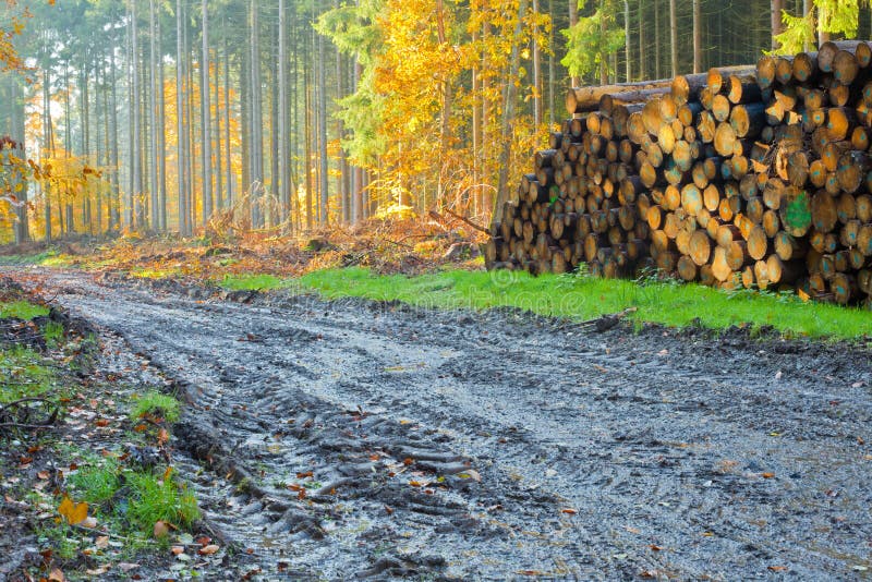Softwood Forest Being Harvested Stock Image - Image of logging, harvest ...