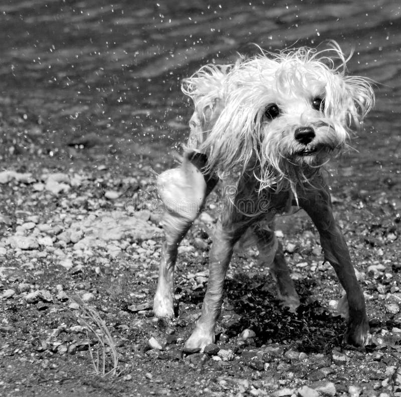 Soggy doggy stock photo. Image of standing, cute, pets - 93266586