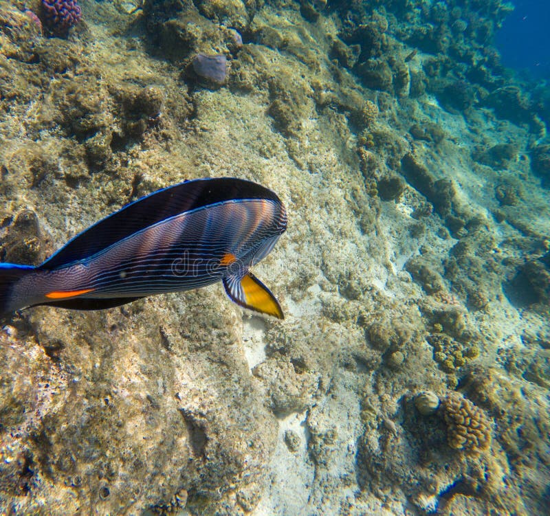 Shoal Surgeon-fish at the Red Sea Acanthurus Sohal. Stock Image - Image ...