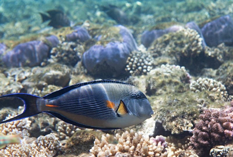 Sohal surgeonfish stock photo. Image of sohal, water - 14417254