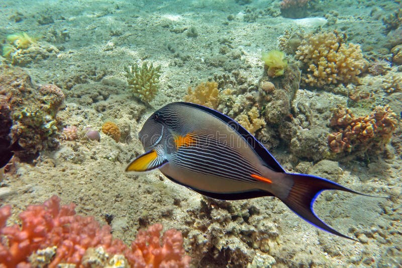 Sohal surgeonfish stock photo. Image of lagoon, adventure - 19726226