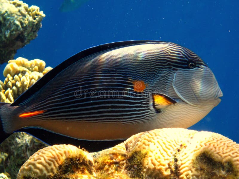 Sohal surgeonfish stock photo. Image of water, underwater - 36628740