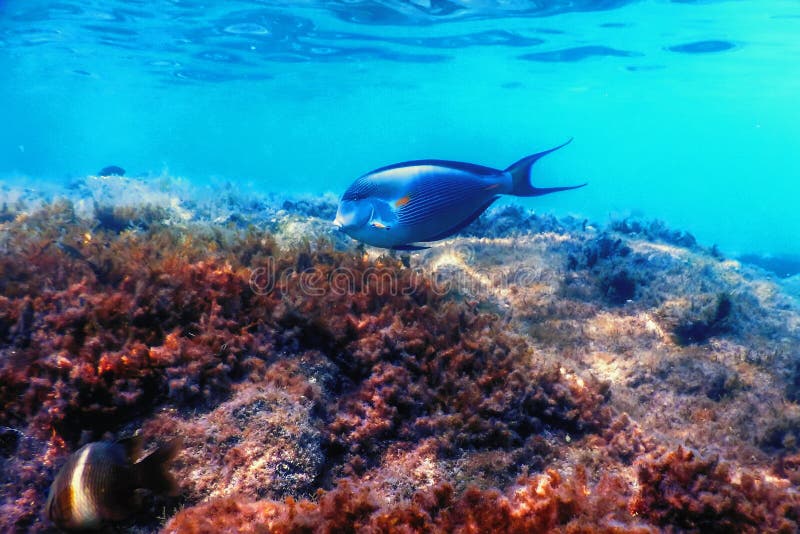 The Sohal Surgeonfish, Sohal Tang Acanthurus Sohal Stock Photo - Image ...