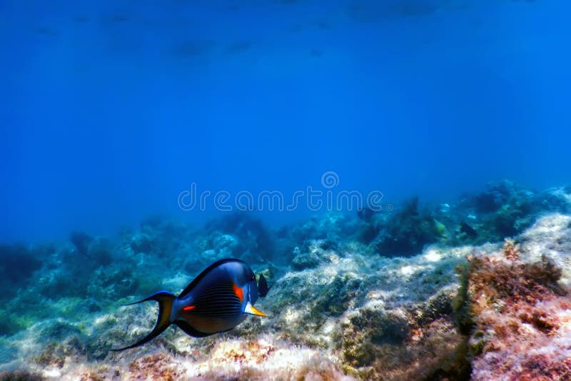 The Sohal Surgeonfish, Sohal Tang Acanthurus Sohal Stock Image - Image ...