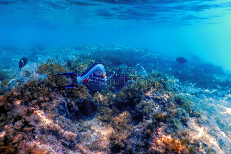The Sohal Surgeonfish, Sohal Tang Acanthurus Sohal Stock Photo - Image ...