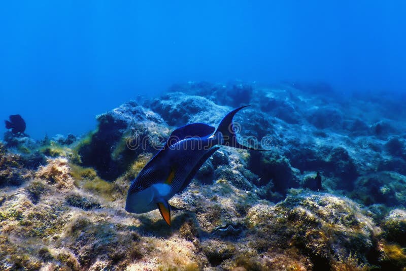 The Sohal Surgeonfish, Sohal Tang Acanthurus Sohal Stock Image - Image ...