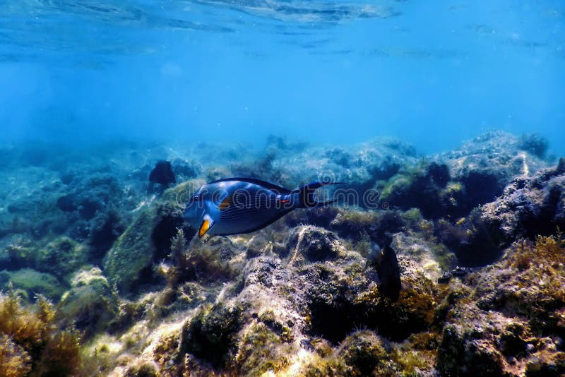 The Sohal Surgeonfish, Sohal Tang (Acanthurus Sohal Stock Image - Image ...