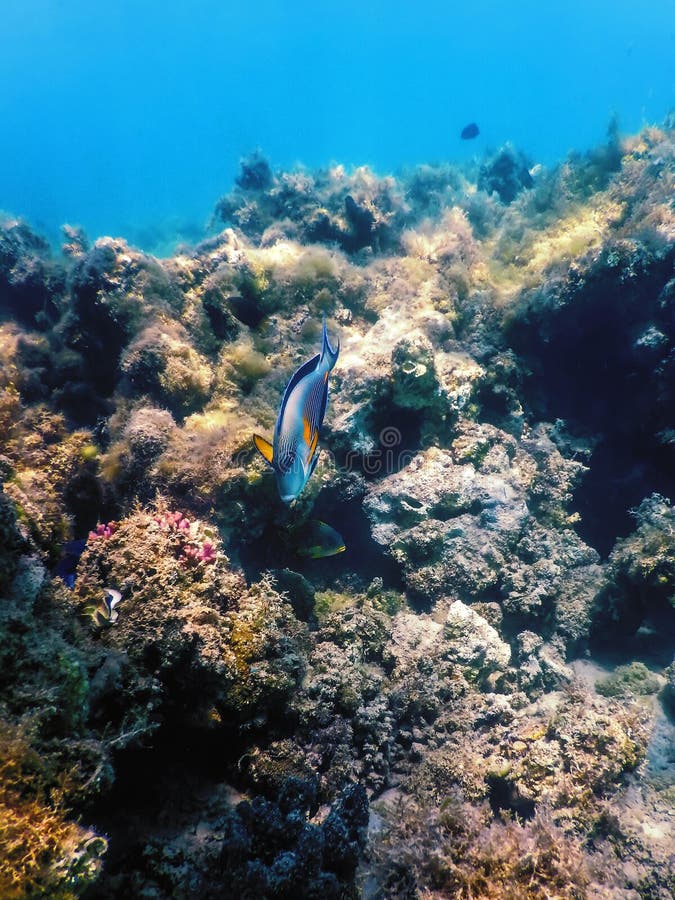 The Sohal Surgeonfish, Sohal Tang (Acanthurus Sohal Stock Photo - Image ...
