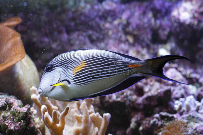 Sohal Tang Royalty Free Stock Photos - Image: 17744378