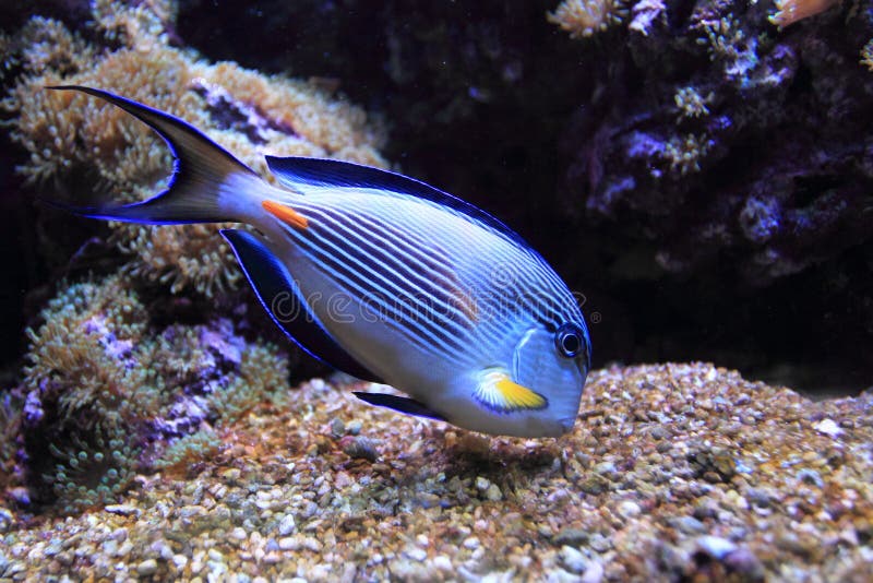Sohal tang stock photo. Image of wild, reef, endemic - 17744378