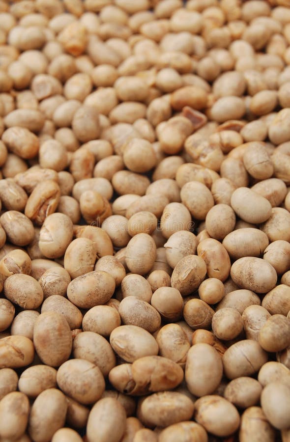 Soia 02 immagine stock. Immagine di sano, organico, seme - 3646831