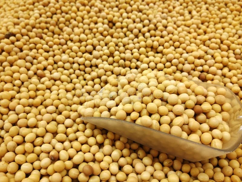 Soia immagine stock. Immagine di alimento, seme, soia - 51077145