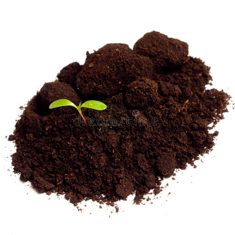 Soil stock image. Image of herb, closeup, grow, indoors - 19973597