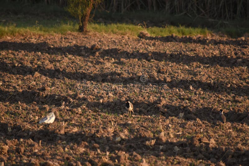 Soil stock image. Image of birds, agriculture, soil, morning - 63863235
