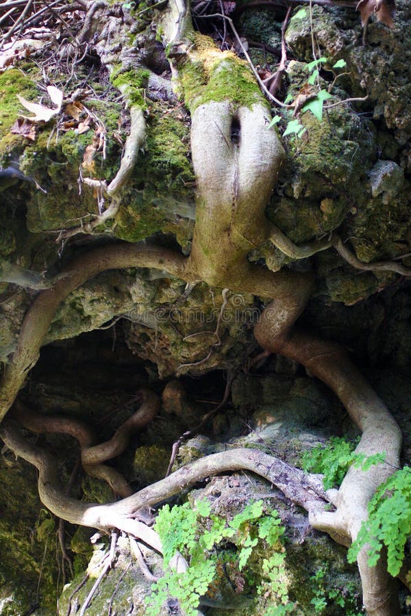 Soil Appears Tree Roots Stock Photos - Free & Royalty-Free Stock Photos ...