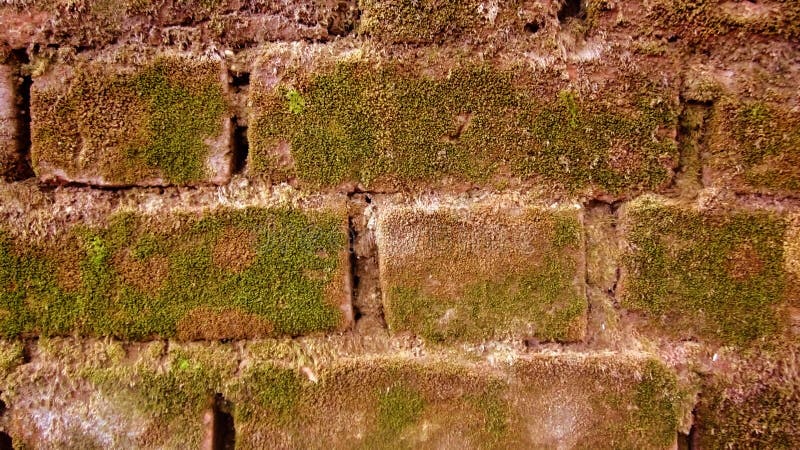 Soil bar with Grown Grass stock image. Image of background - 115661155
