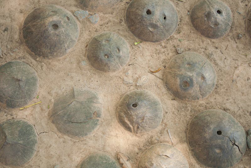 Soil Bckground Coconut Shell Stock Photos - Free & Royalty-Free Stock ...