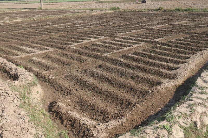 Soil Bed on Field for Potato Plantation Stock Photo - Image of grow ...