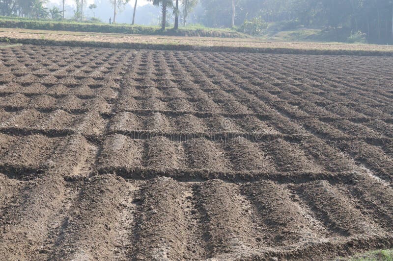 Soil Bed on Field for Potato Plantation Stock Image - Image of crop ...