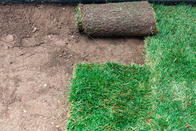Soil Coating with Rolls of a Lawn Stock Photo - Image of grass, lawn ...