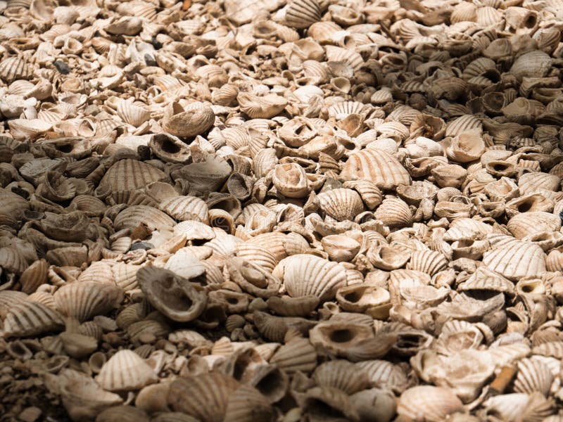 Floor made of shells stock photo. Image of senegal, island - 254455050