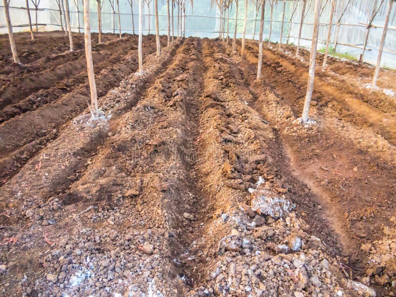 Soil conditioning. stock photo. Image of lime, soil, planting - 63676012