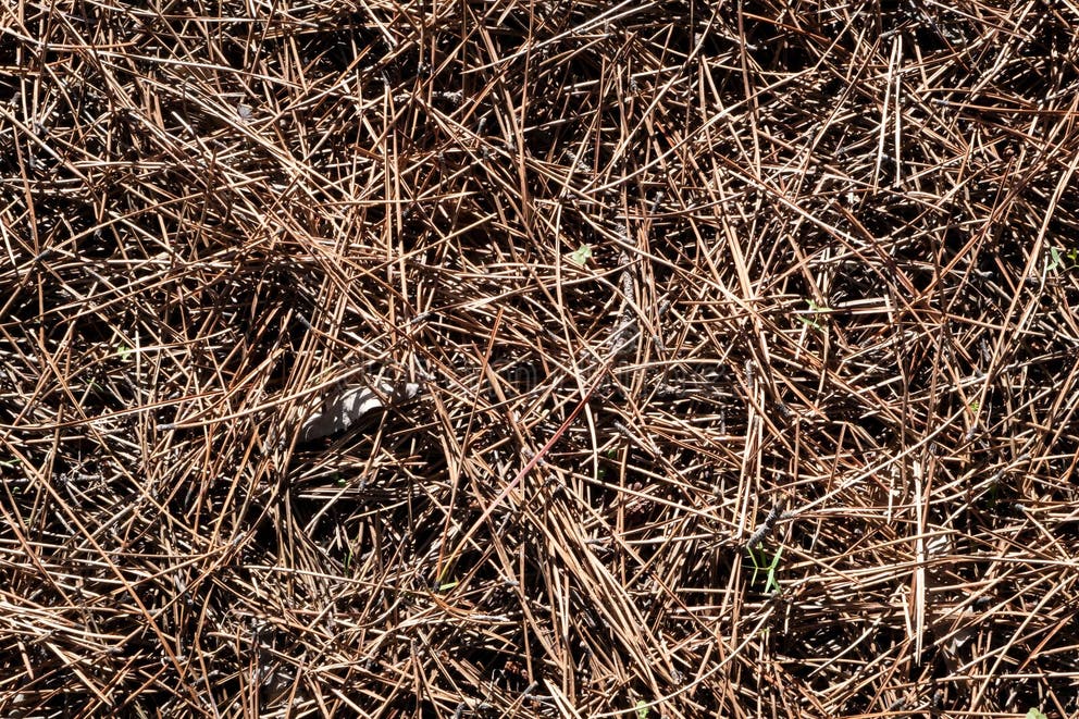 The Needles on the Pine Forest Floor Stock Photo - Image of closeup ...