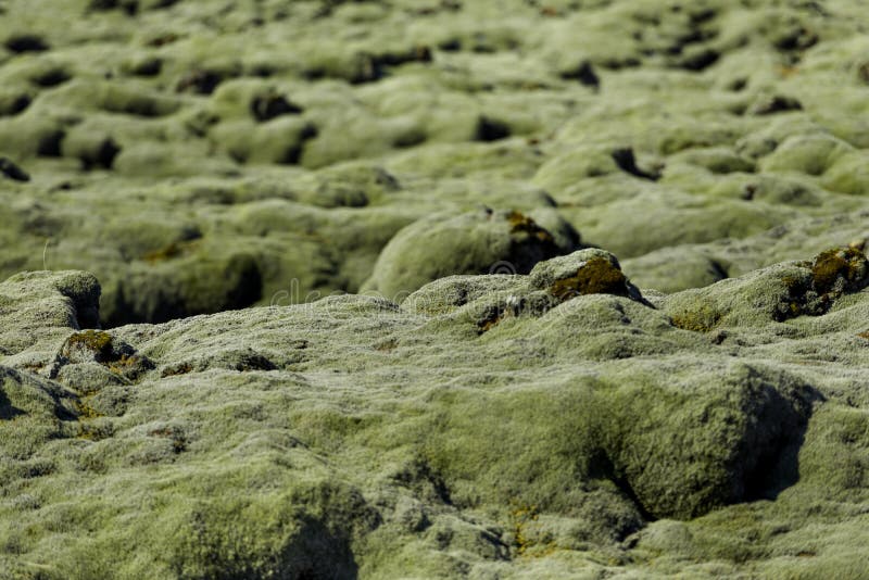 Soil Covered of Green Soft Moss Stock Photo - Image of macro, creek ...