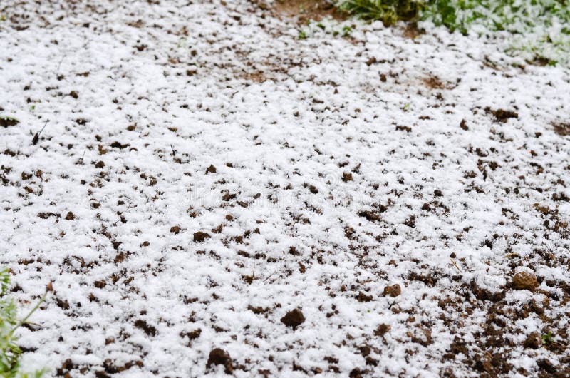 Soil covered with snow stock image. Image of close, garden - 48625403