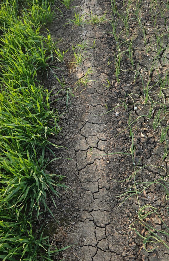 Soil with crop stock photo stock image. Image of rural - 196434857