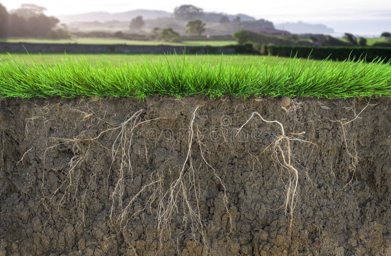 Soil Cross, Grass with Roots and Green Field on Background Stock Photo ...