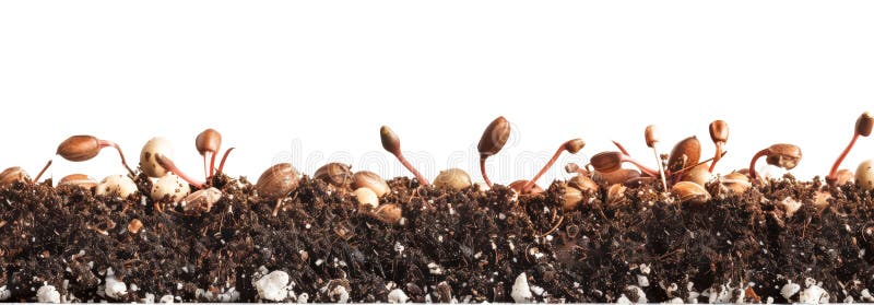 Soil Cut Out with Sprouted Seeds, Isolated on Transparent Background ...