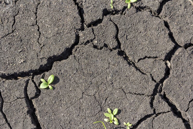 The Soil in the Desert with Cracked by Drought Stock Photo - Image of ...