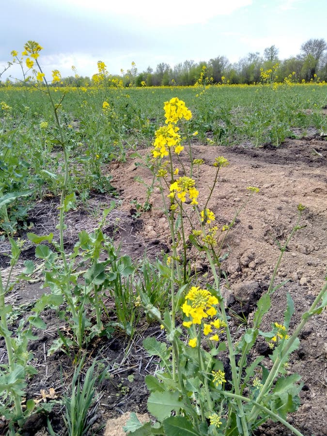 Disturbed Ground. Soil Texture Stock Photo - Image of soil, dust: 283174834