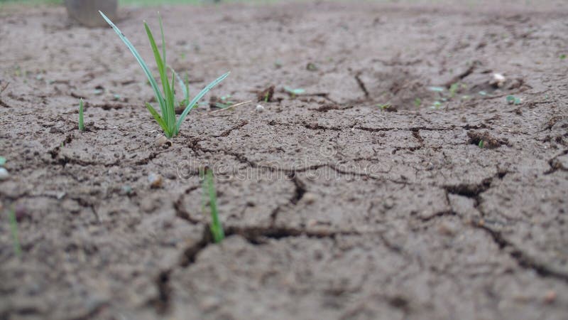 Soil, Drought, Grass, Plant Stock Photo - Image of plant, grass: 101561842