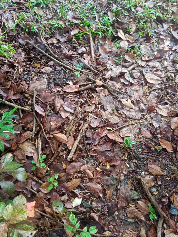Soil dry leaf stock photo. Image of trunk, wilderness - 275810504