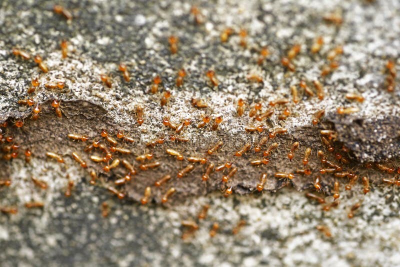 Termite soil stock image. Image of termite, timber, carpentry - 24040743