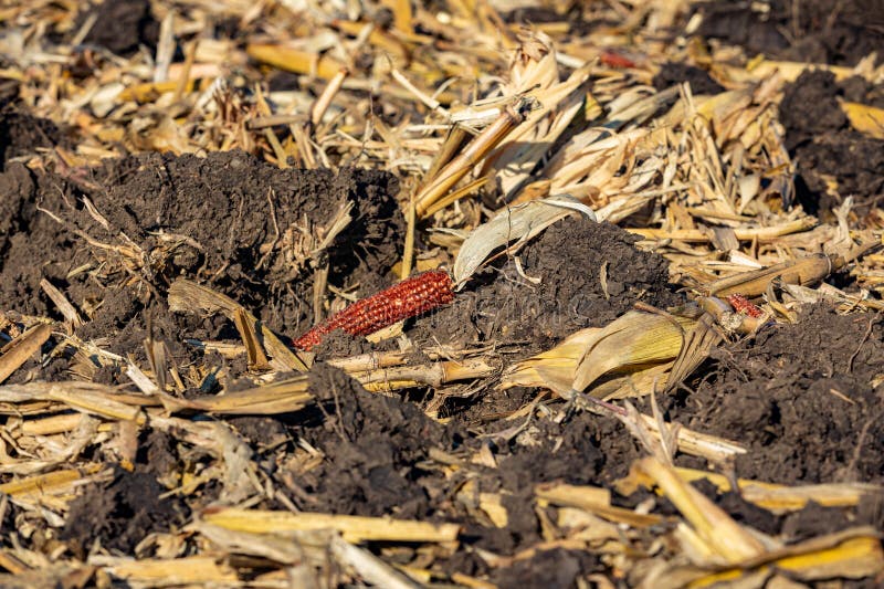 Chisel Plowed Corn Farm Field after Fall Tillage. Stock Photo - Image ...
