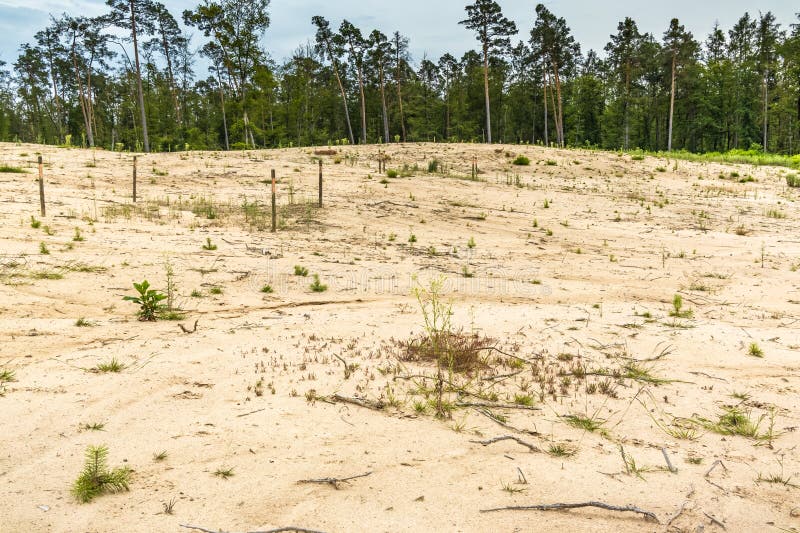 Soil Erosion in a Forest, Arid Landscape without Trees and Plants Stock ...