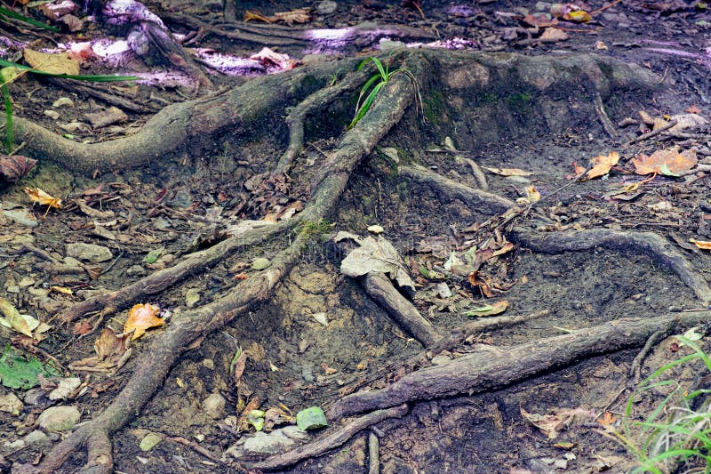 Exposed Tree Roots Due To Ground Erosion Stock Image - Image of erosion ...