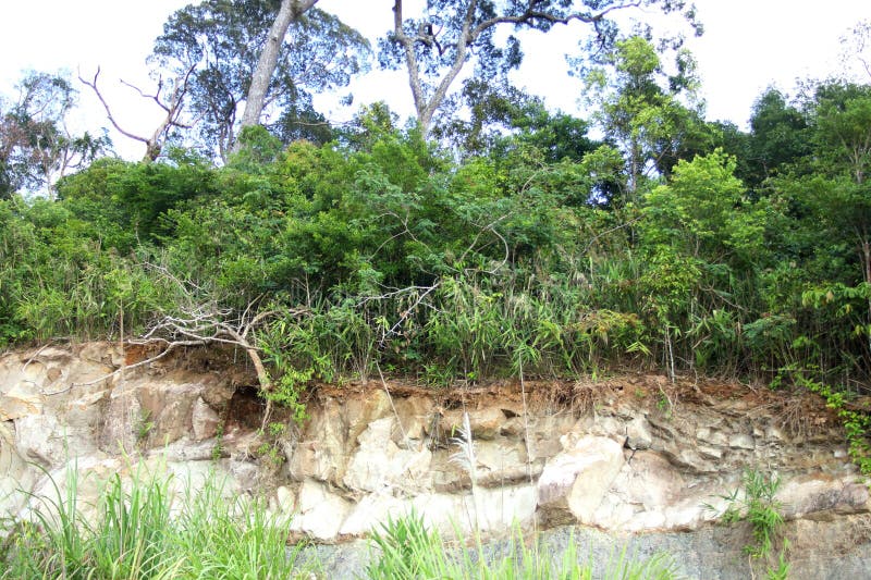 Soil erosion and trees. stock photo. Image of plant - 293459742