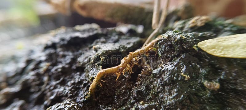 Soil with Fertilizer and Egg Shells Stock Image - Image of humus, fresh ...