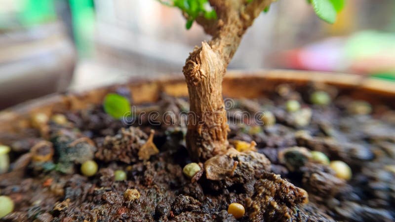 Soil with Fertilizer and Egg Shells Stock Image - Image of brown ...