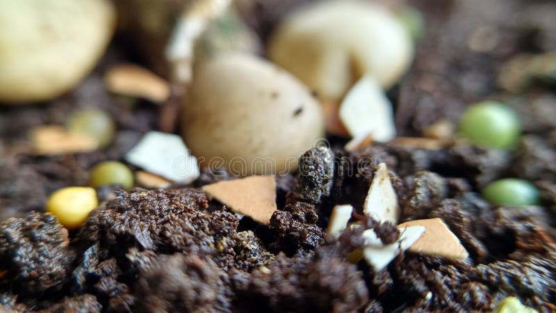 Soil with Fertilizer and Egg Shells Stock Photo - Image of growth ...