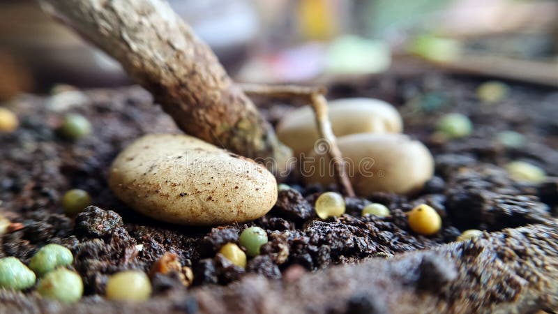 Soil with Fertilizer and Egg Shells Stock Image - Image of growth ...