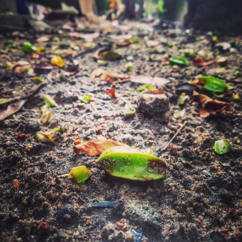 Soil Forest Garden Rock Grass Tree Stock Photo - Image of flower ...